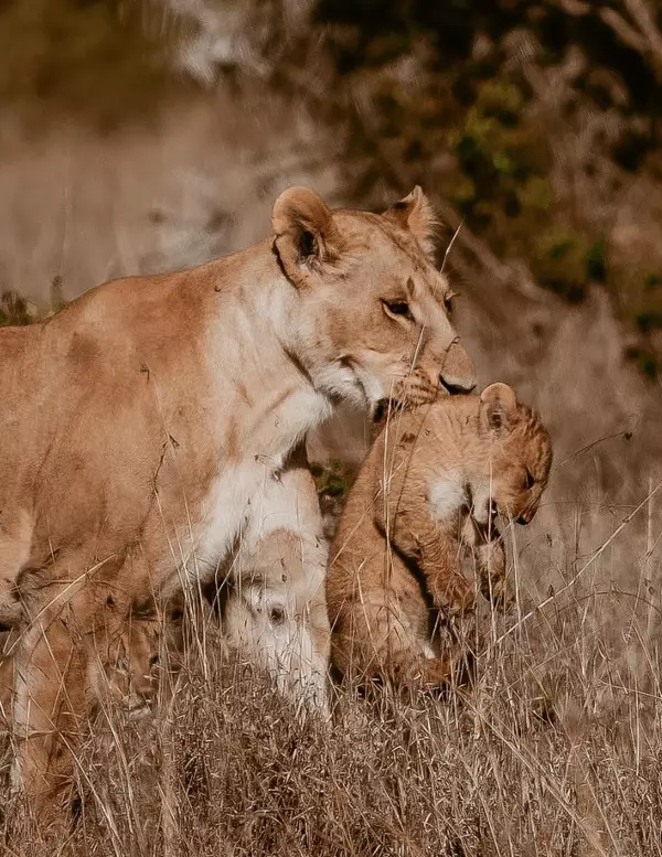 Black Travel Vibes: Safari ena e Majabajaba ea Kenya ke Ntho e 'Ngoe empa e le Motheo 20657_4